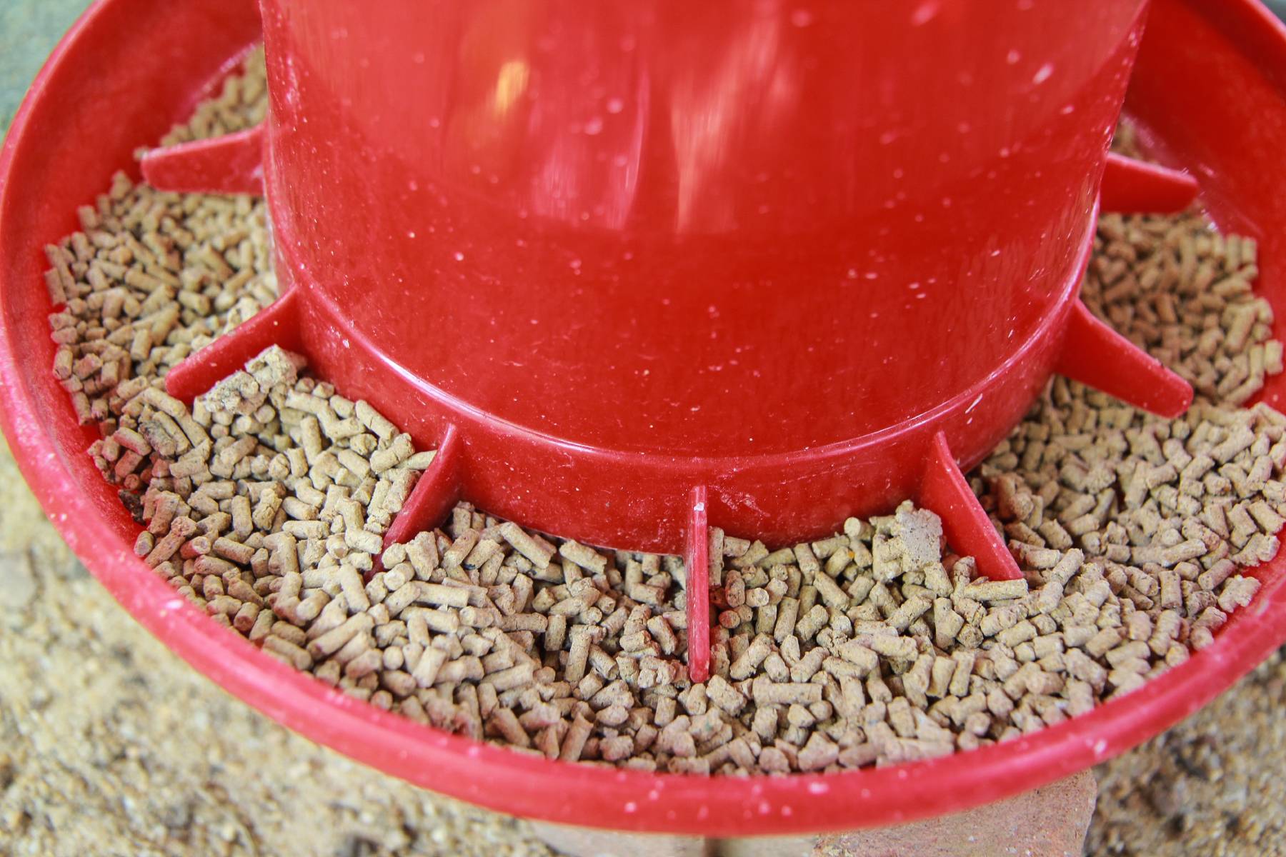 Properly Storing Chicken Feed - Backyard Poultry